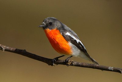 Flame Robin - The Australian Museum