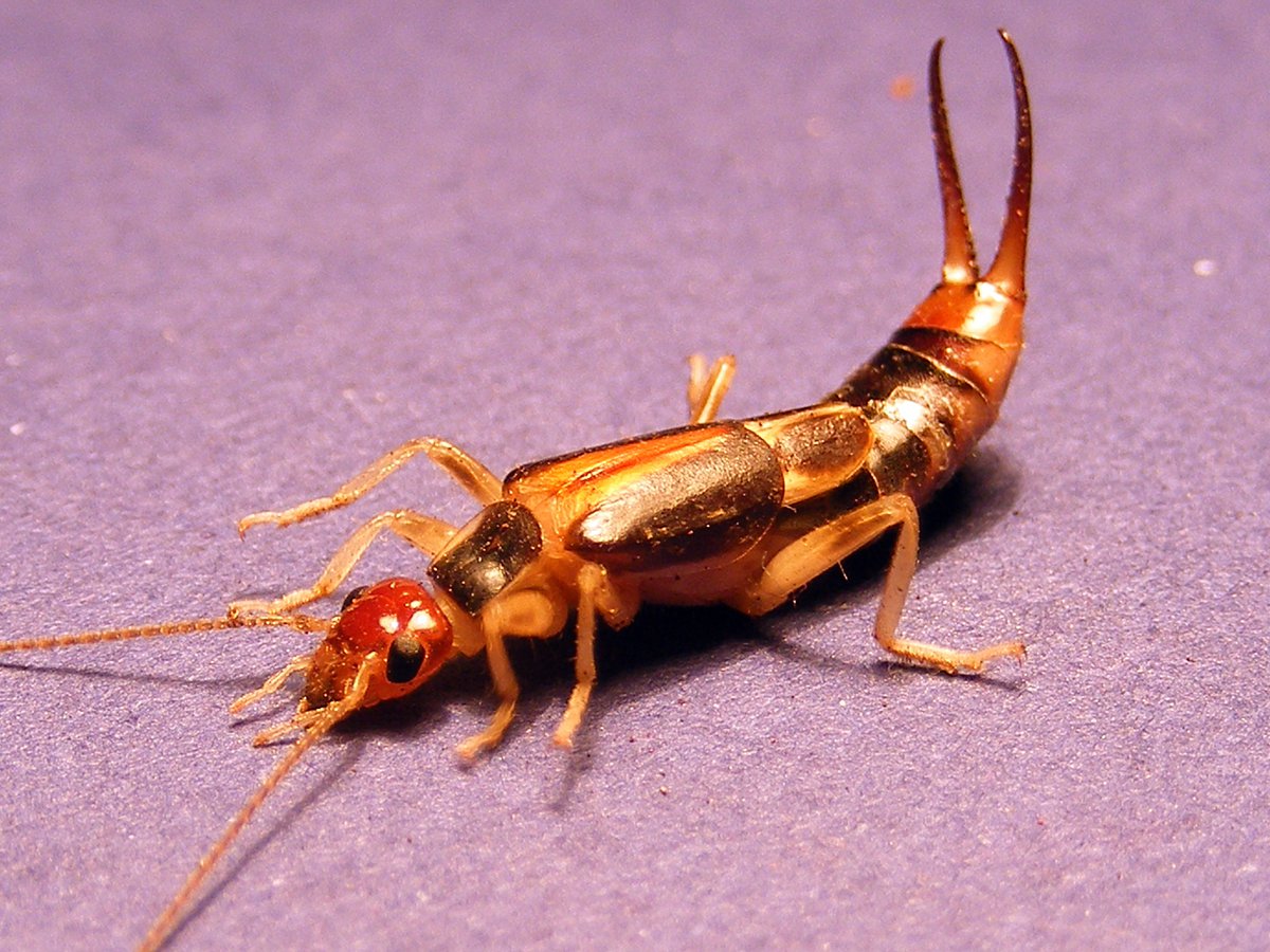 Earwigs The Australian Museum Earwigs The Australian Museum