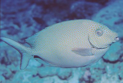 Spotted Rabbitfish, Siganus punctatus (Bloch & Schneider, 1801) - The ...