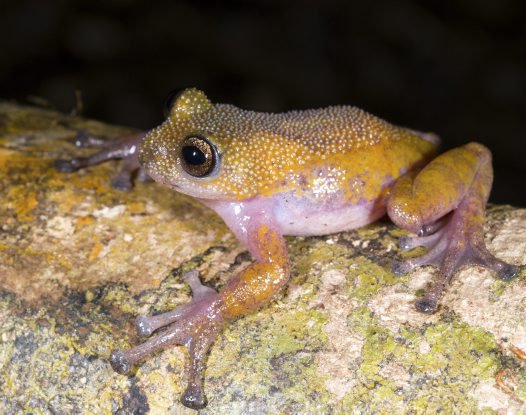 Meet the Thorny Tree Frog: a striking new frog species from Vietnam ...