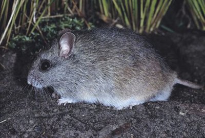Hastings River Mouse - The Australian Museum