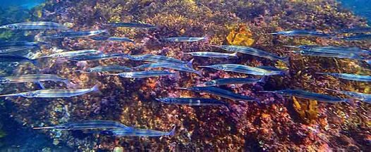 Hemiramphidae - Garfishes - The Australian Museum