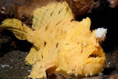 Shaggy Anglerfish, Antennarius hispidus - The Australian Museum