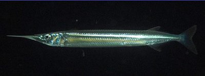 Southern Garfish, Hyporhamphus melanochir (Valenciennes, 1847) - The ...