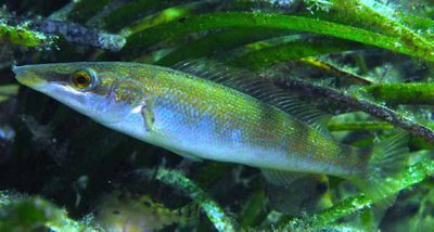 Blue Weed-whiting, Haletta semifasciata - The Australian Museum