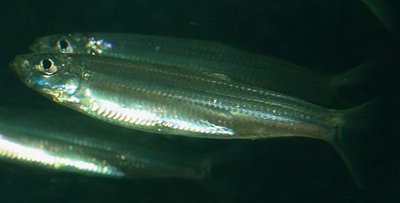 Sandy Sprat, Hyperlophus vittatus - The Australian Museum