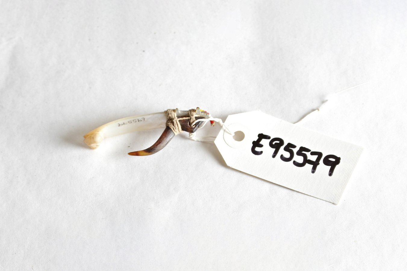 Solomon Islands fish hooks - The Australian Museum