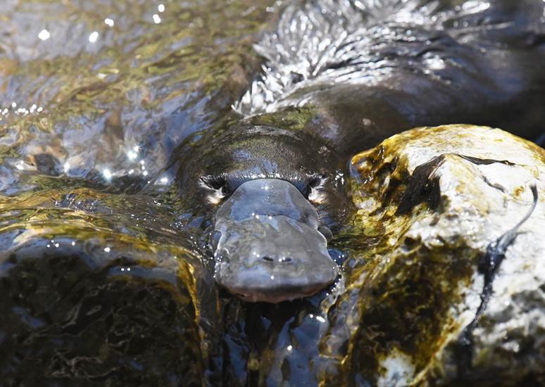 Platypuses at Jenolan: insights, new information and challenges - The ...