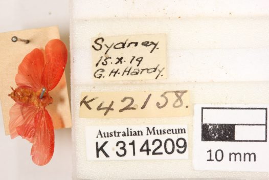 DigiVol: Our first blog post - The Australian Museum Blog