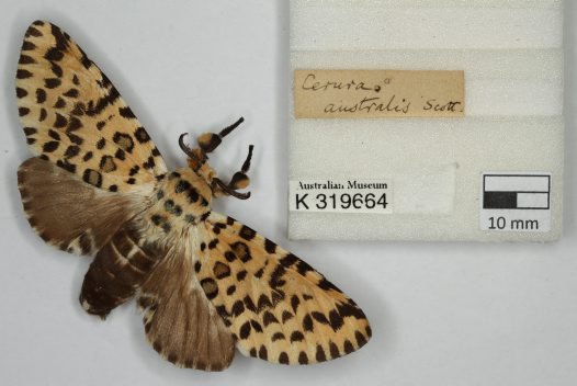 DigiVol: The Wonder of Insects - The Australian Museum Blog