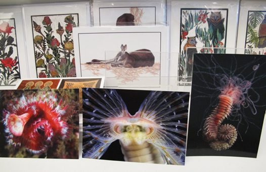 Beautiful Worms? Photographic display now open (Polychaetes Conference ...