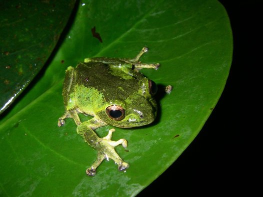 The impact of a disease on Southeast Asian frogs: a first look - The ...
