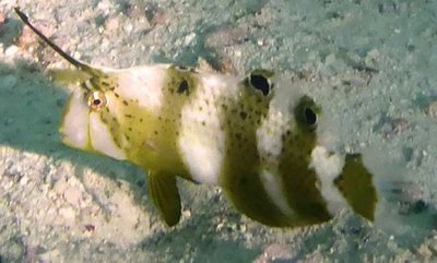 Blue Razorfish, Iniistius pavo (Valenciennes, 1840) - The Australian Museum