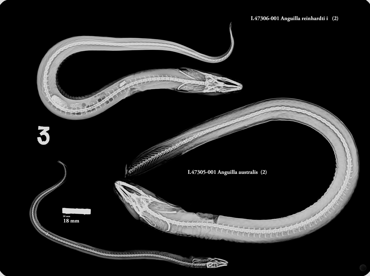Anguillidae - Freshwater Eels - The Australian Museum
