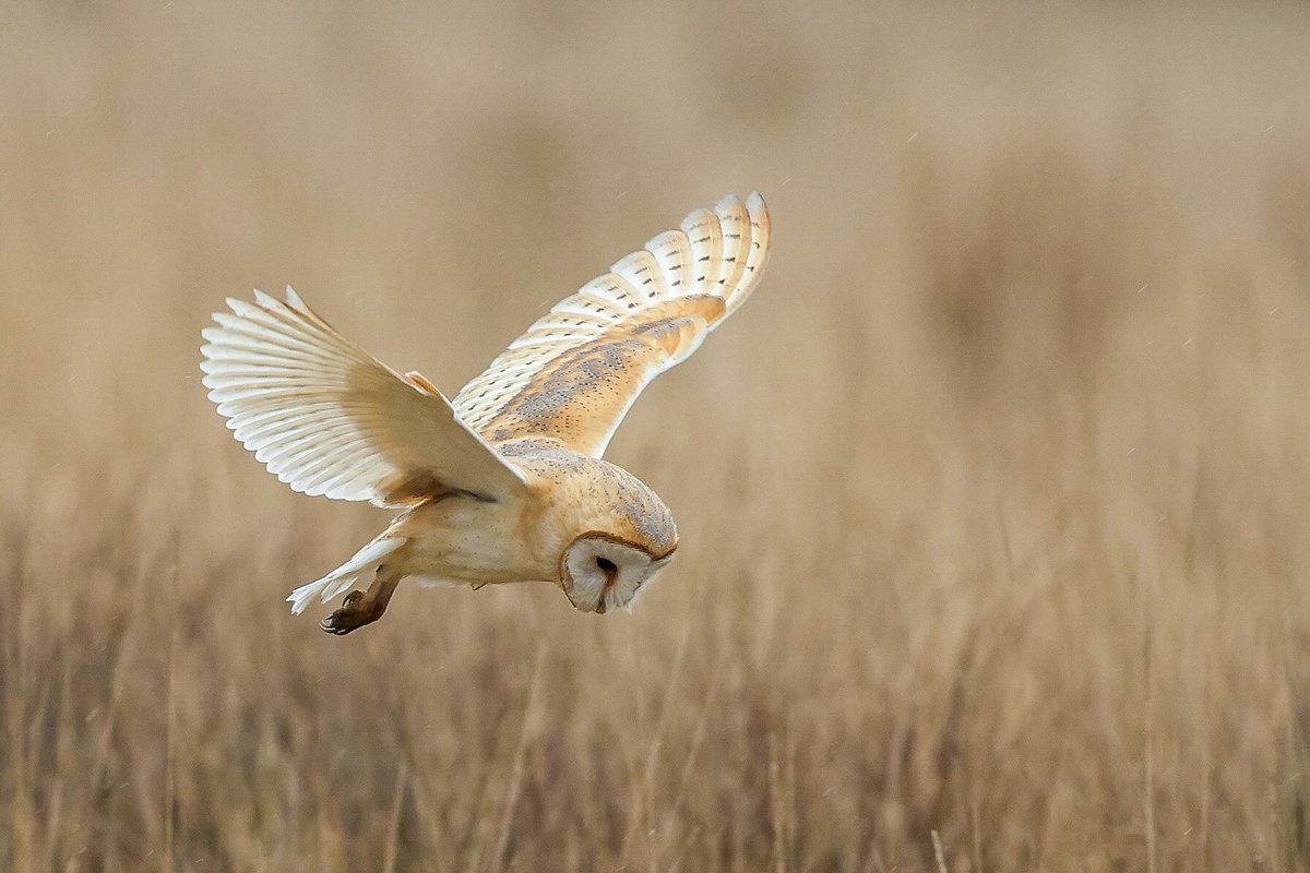 Australian bird species - The Australian Museum