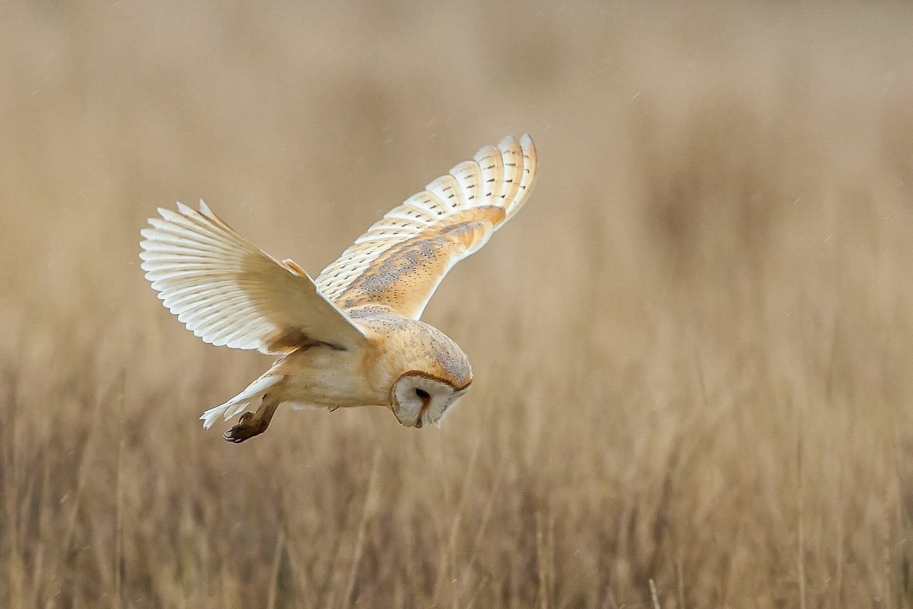 Australian bird species - The Australian Museum