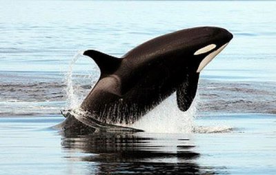 Killer Whale - The Australian Museum