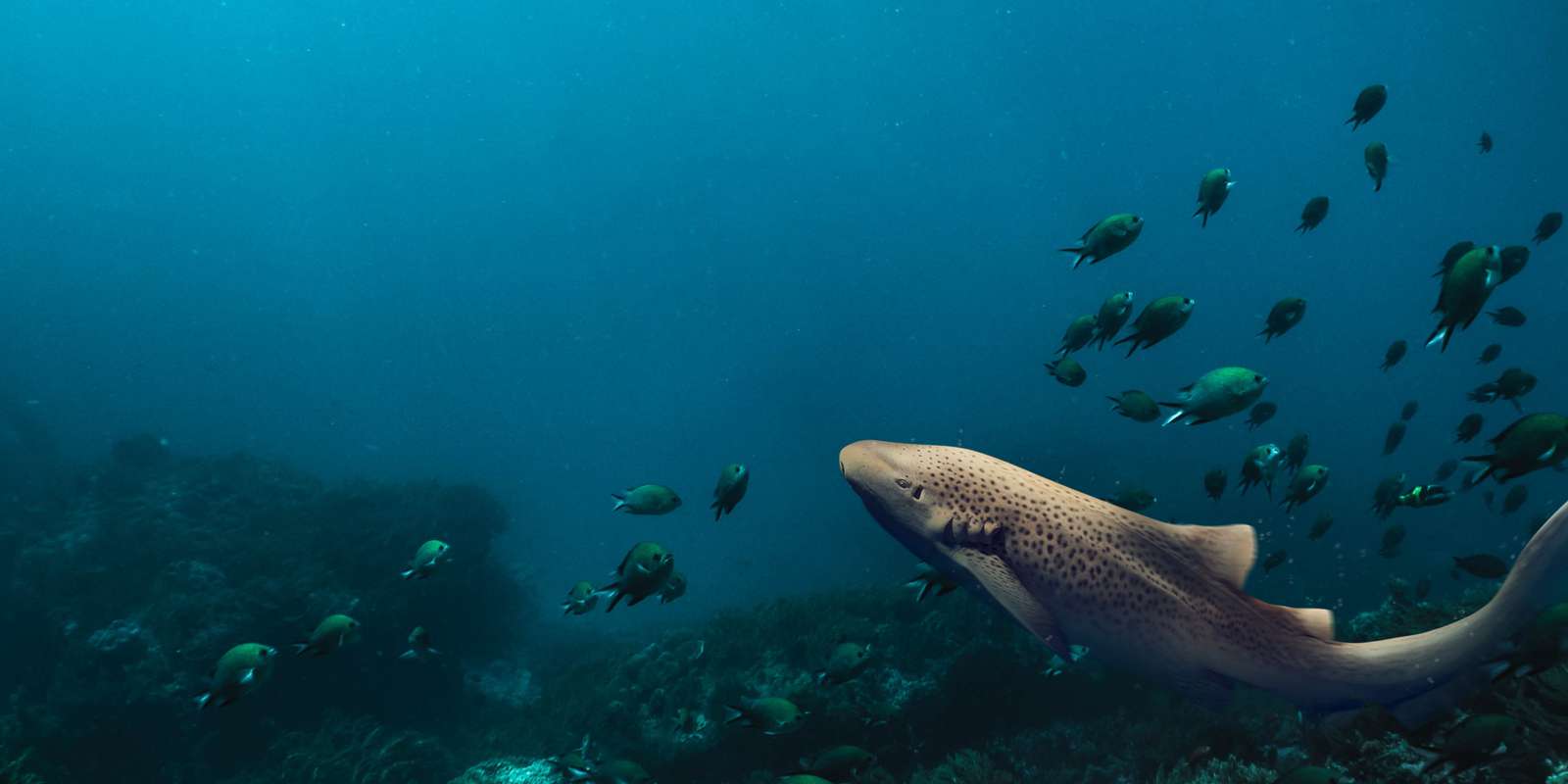 Sharks - The Australian Museum