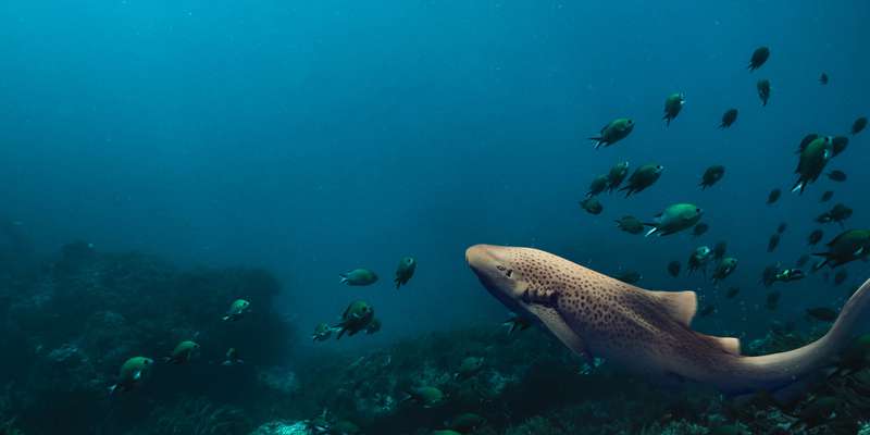 Sharks - The Australian Museum