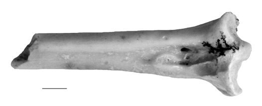 World’s oldest fossil of the magpie family discovered in Queensland ...