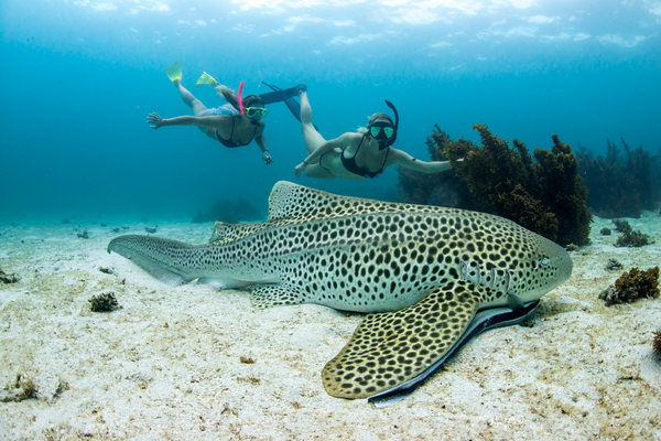 Saving sharks - The Australian Museum