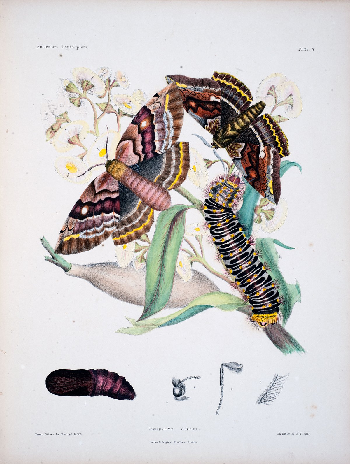 Swainson and the Scott sisters - The Australian Museum