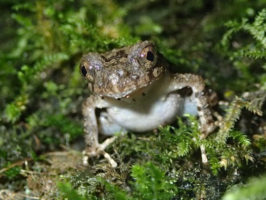 New “Stone” frog discovered from Vietnam - The Australian Museum Blog