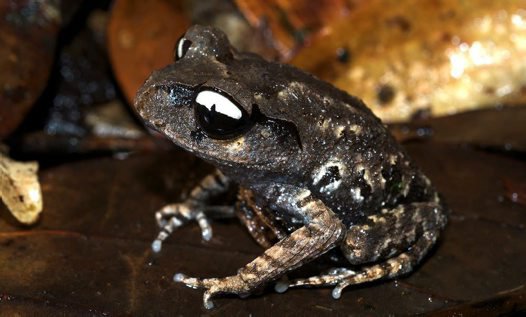 ‘Red Listing’ to help save Southeast Asia’s Amphibians - The Australian ...