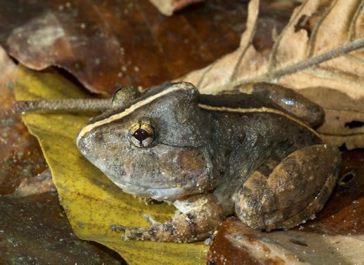 The secret life of a fanged frog with an enormous head - The Australian ...