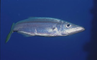 Longfin Pike, Dinolestes lewini (Griffith, 1834) - The Australian Museum