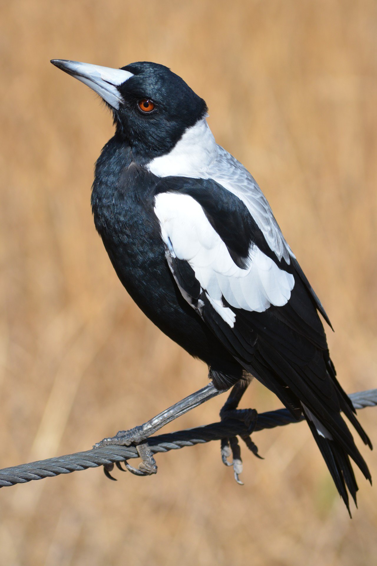 Australian Magpie The Australian Museum