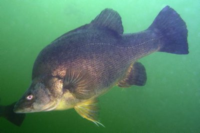 Golden Perch, Macquaria ambigua (Richardson, 1845) - The Australian Museum