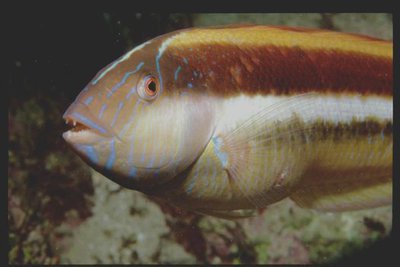 Southern Maori Wrasse, Ophthalmolepis lineolatus (Valenciennes, 1839 ...