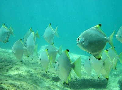 Diamondfish, Monodactylus argenteus (Linnaeus, 1758) - The Australian ...