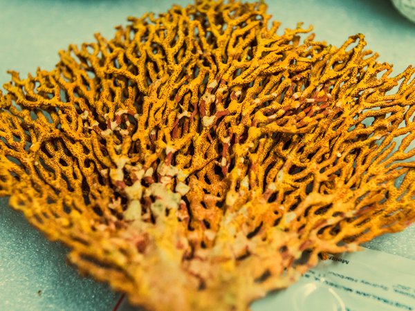 Marine Invertebrates - The Australian Museum