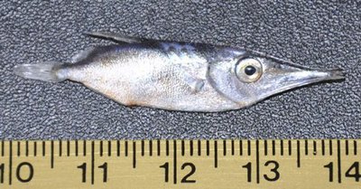 Little Bellowsfish, Macroramphosus gracilis - The Australian Museum