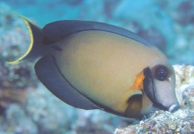 Mimic Surgeonfish, Acanthurus pyroferus (Kittlitz, 1834) - The ...