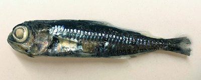 Bluntsnout Lanternfish, Myctophum obtusirostre - The Australian Museum