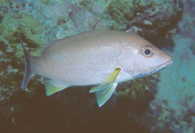 Moses' Snapper, Lutjanus russellii (Bleeker, 1849) - The Australian Museum