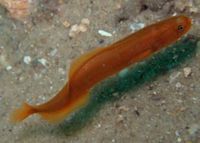 Littoral Cusk, Monothrix polylepis - The Australian Museum