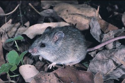 New Holland Mouse - The Australian Museum