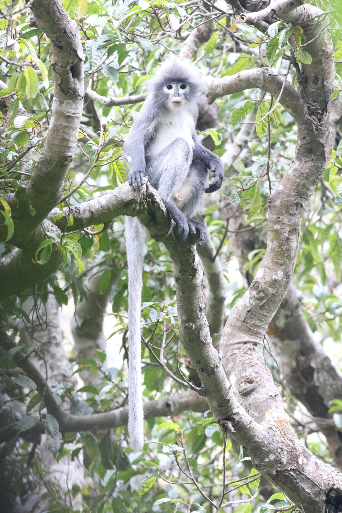 New primate species discovered in Myanmar - The Australian Museum