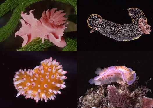 DigiVol spotlight on the nudibranch research of Dr Bill Rudman - The ...