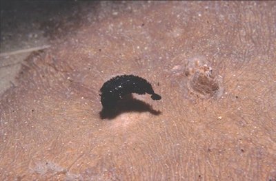 Gilled leech beside the nostril of a Coffin Ray - The Australian Museum