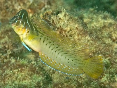 Oyster Blenny, Omobranchus anolius - The Australian Museum