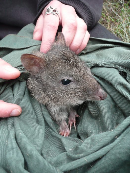 There’s no place like home for a potoroo - The Australian Museum Blog