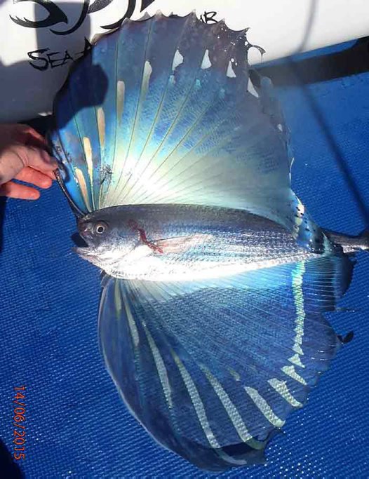 Bramidae - Pomfrets - The Australian Museum