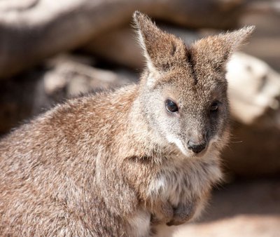 What is a mammal? - The Australian Museum