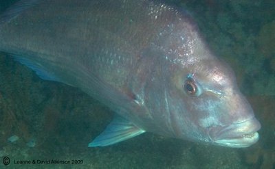 Snapper, Chrysophrys auratus (Forster, 1801) - The Australian Museum