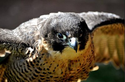 Peregrine Falcon - The Australian Museum